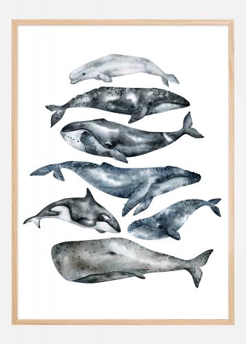 Køb Whales Plakat her - BGA.DK