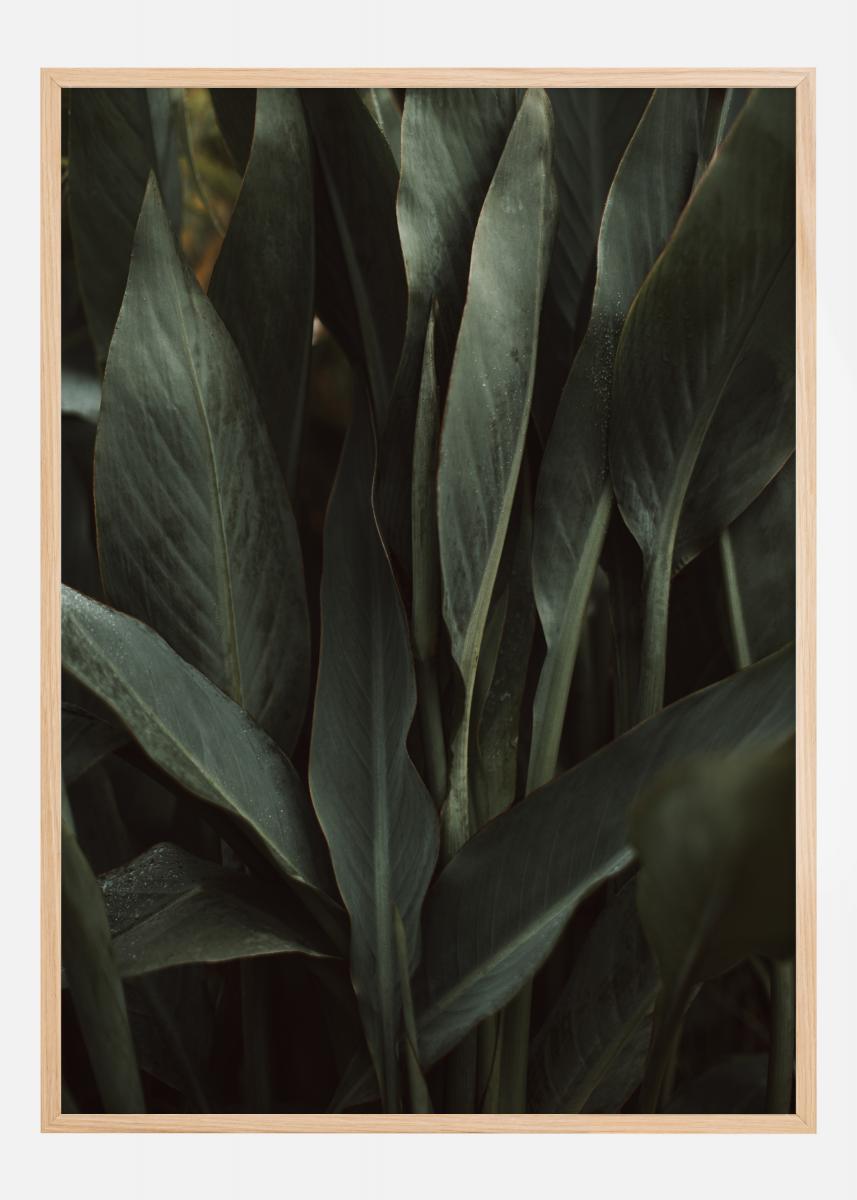 Køb Jungle Plakat her - BGA.DK