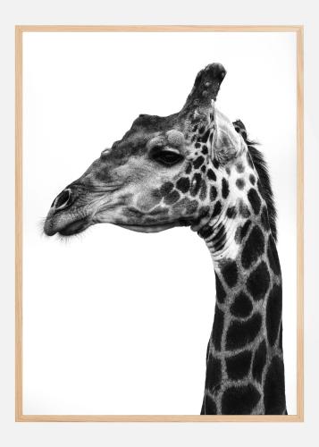 Køb Super Safari No1 Plakat her - BGA.DK