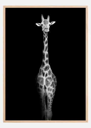 Køb Stunning giraffe Plakat her - BGA.DK