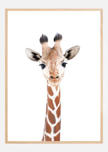 Køb Baby Giraffe Plakat her - BGA.DK